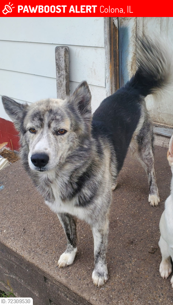 Colona, IL Lost Male Dog, Balto Is Missing | PawBoost