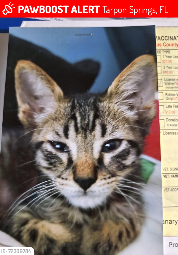 Tarpon Springs, FL Lost Male Cat, Loki Is Missing | PawBoost