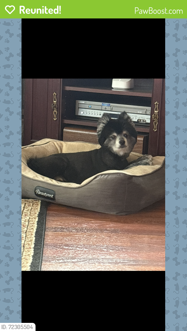 Reunited Male Dog in St. Louis, MO 63109 (ID: 72305504) | PawBoost