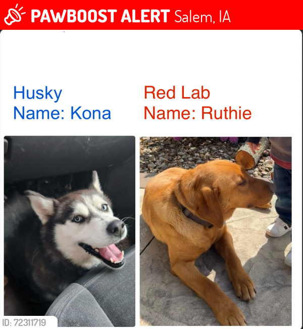 Salem, IA Lost Female Dog, Kona & Ruthie Is Missing | PawBoost