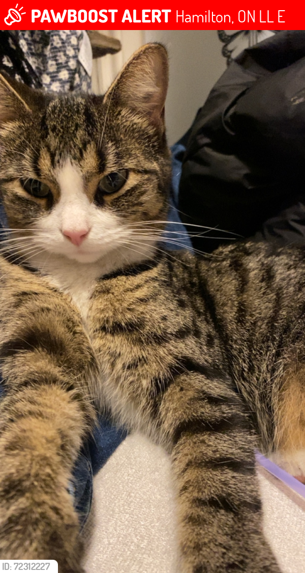 Hamilton, ON Lost Female Cat, Noelle Is Missing | PawBoost