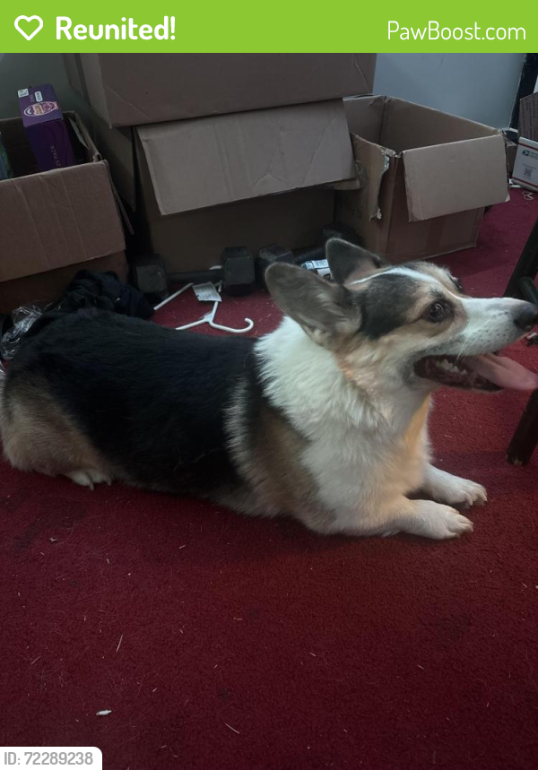 Reunited Male Dog in Portland, OR 97233 (ID: 72289238) | PawBoost