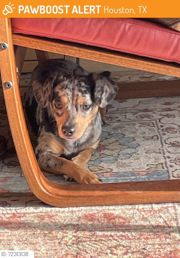Houston, TX Stray Male Dog Found Near Beamer and Sam Houston Tollway ...