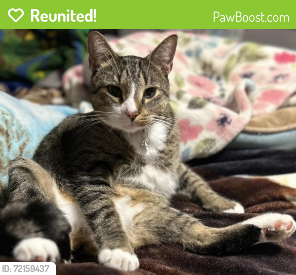 Reunited Male Cat in Oakfield Township, MI 49341 (ID: 72159437) | PawBoost