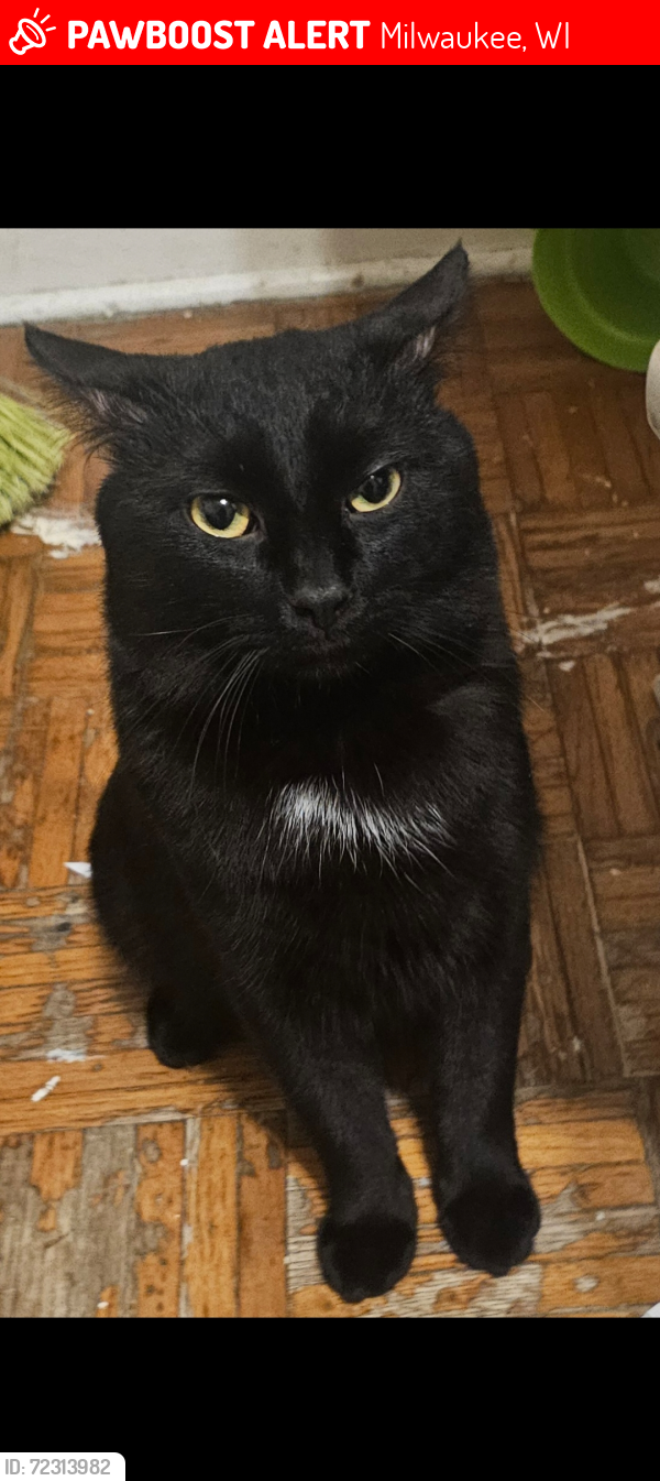 Milwaukee, WI Lost Male Cat, Choco Is Missing | PawBoost