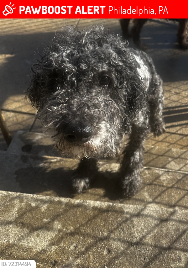 Philadelphia, PA Lost Female Dog, London Is Missing | PawBoost
