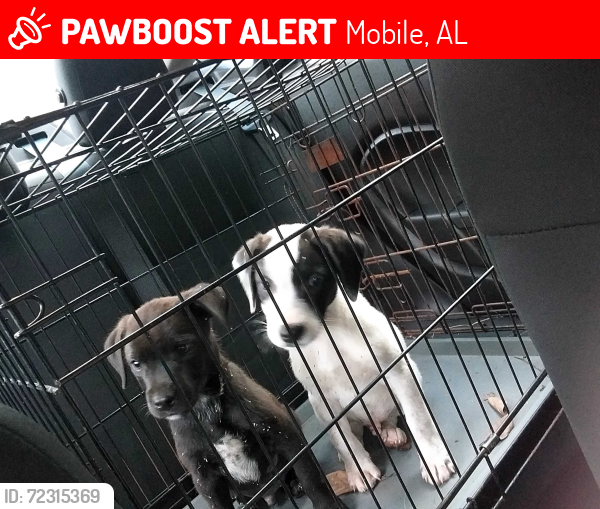 Mobile, AL Lost Male Dog, Stitch And Tank Is Missing | PawBoost