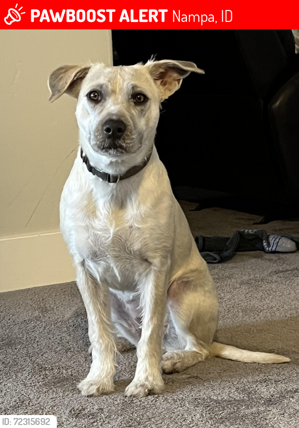 Nampa, ID Lost Female Dog, Dolly Is Missing | PawBoost