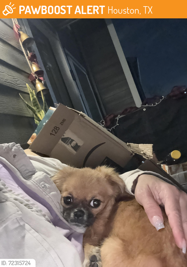 Houston, TX Stray Male Dog Found Near Near | PawBoost