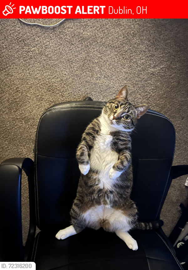 Dublin, OH Lost Female Cat, Poe Is Missing | PawBoost