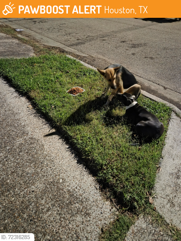 Houston, TX Stray Female Dog Found Near McGowen Street | PawBoost