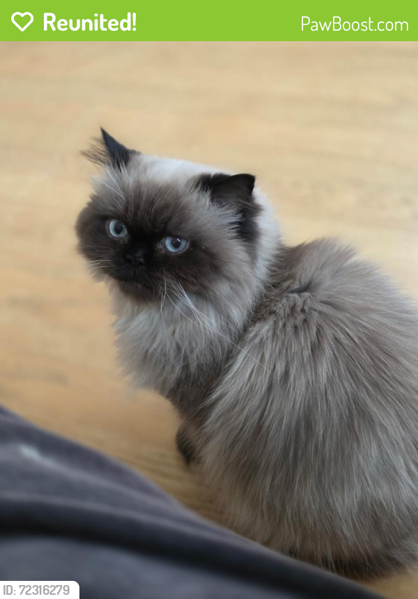 Reunited Female Cat in Philadelphia, PA 19147 (ID: 72316279) | PawBoost