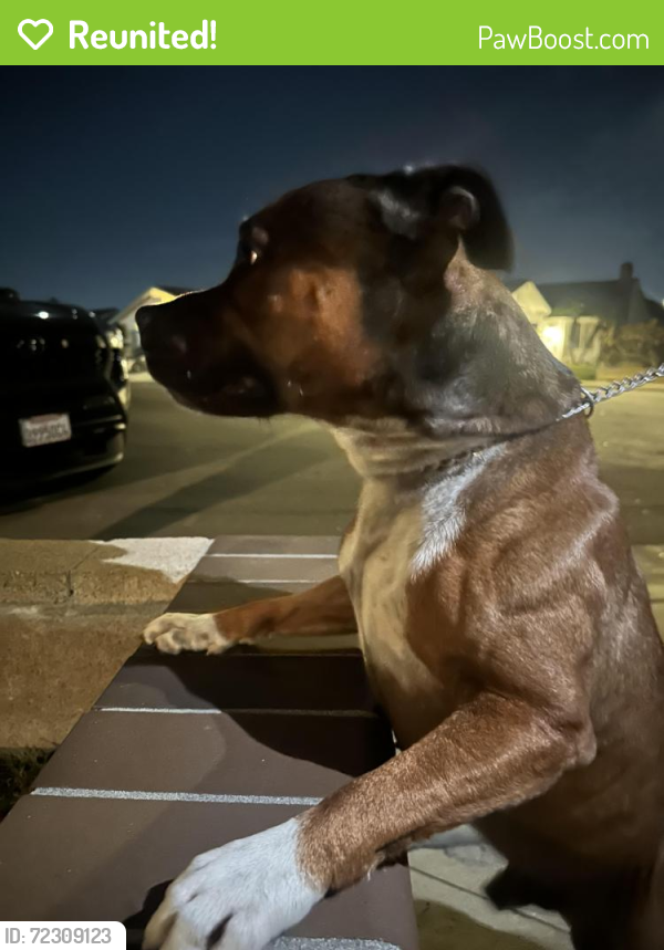Reunited Male Dog in Cypress, CA 90630 (ID: 72309123) | PawBoost