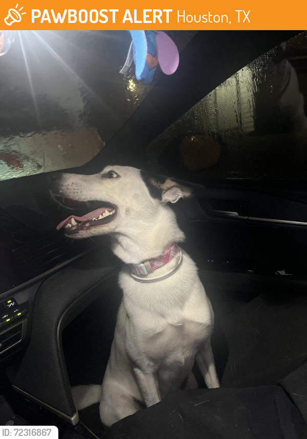 Houston, TX Stray Female Dog Found Near Parkrow | PawBoost