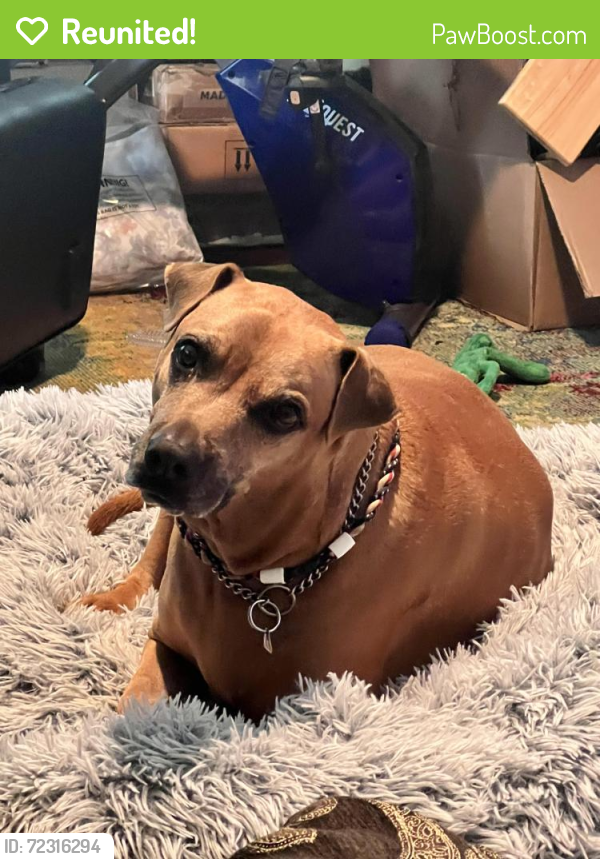 Reunited Male Dog in Honolulu, HI 96818 (ID: 72316294) | PawBoost