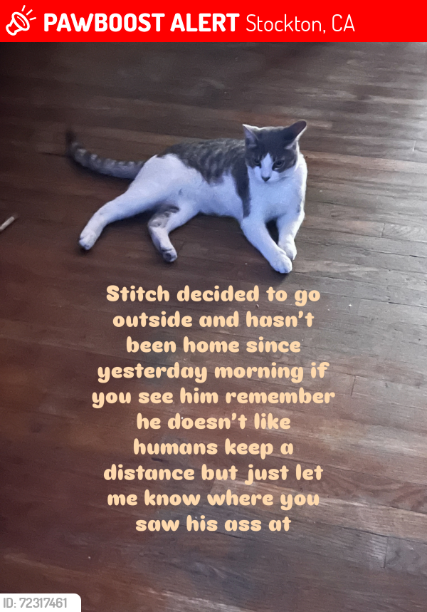 Stockton, CA Lost Male Cat, Stitch Is Missing | PawBoost