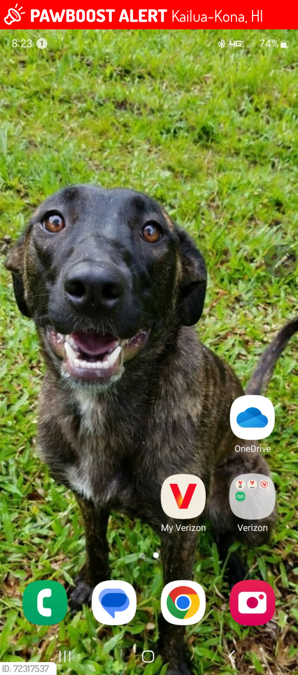 Kailua-Kona, HI Lost Female Dog, Keiki Is Missing | PawBoost