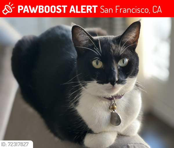 San Francisco, CA Lost Female Cat, Oreo Is Missing | PawBoost