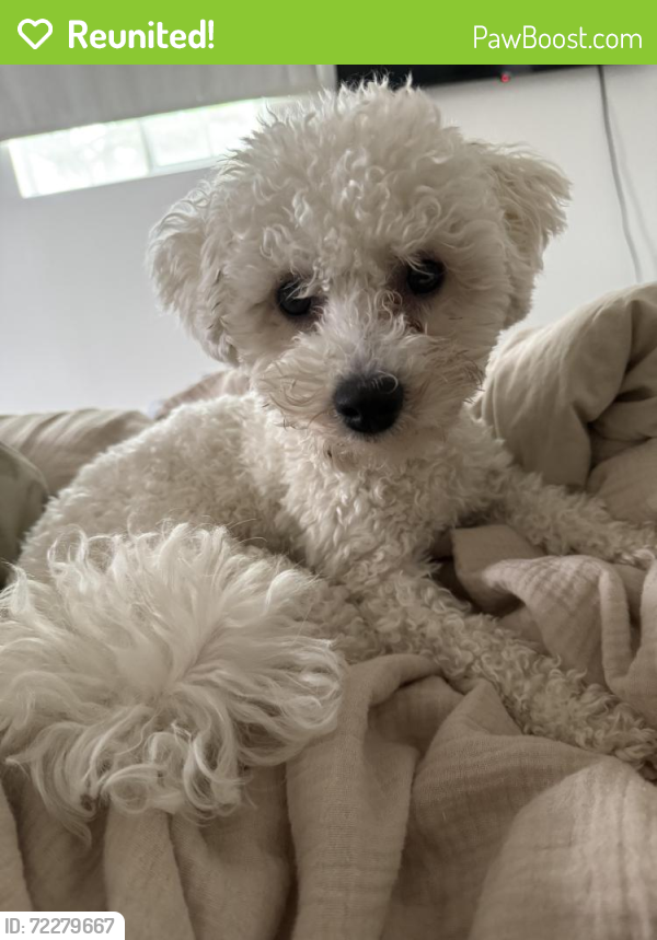 Reunited Female Dog in Azusa, CA 91702 (ID: 72279667) | PawBoost