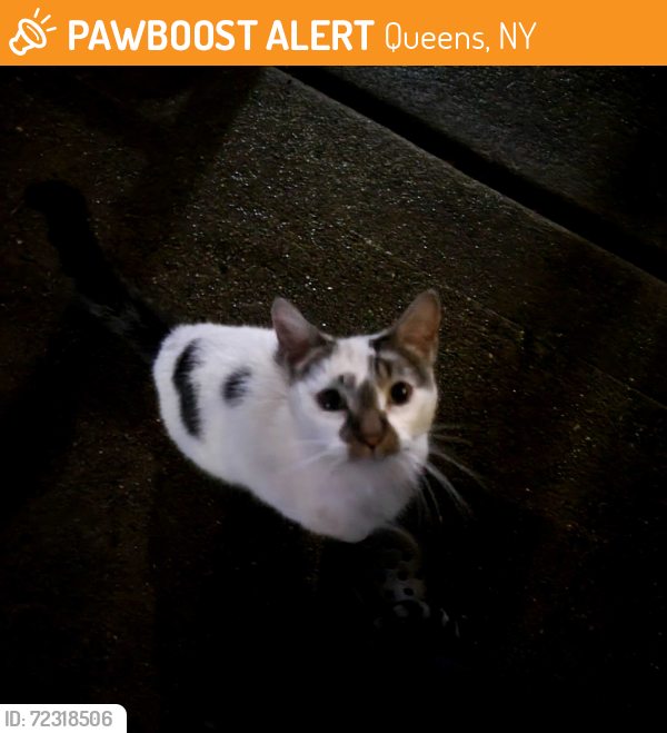 Queens, NY Stray Female Cat Found Near The tree hse | PawBoost