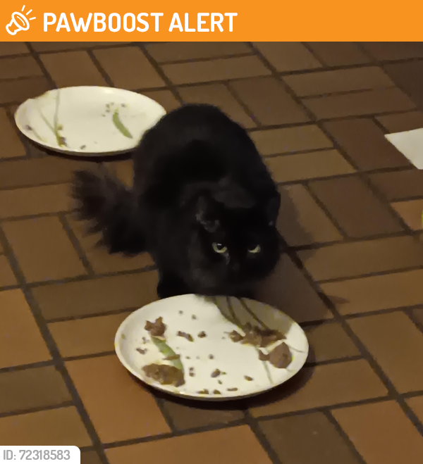 West Palm Beach, FL Stray Cat Found Near Hudson Road and Stanford ...