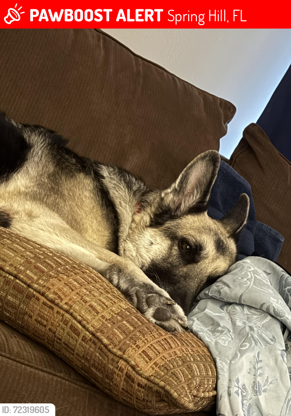 Spring Hill, FL Lost Female Dog, Athena Is Missing | PawBoost