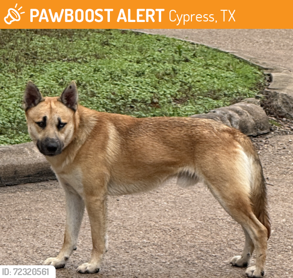 Cypress, TX Stray Male Dog Found Near Near Moss Creek Lane, Cypress, TX ...