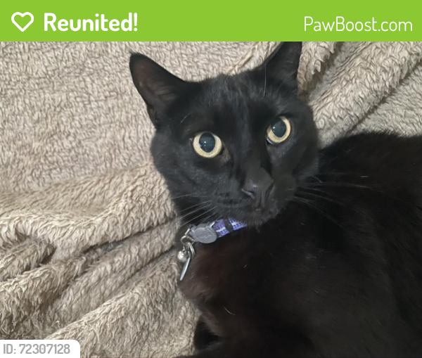 Reunited Male Cat in Epping, NSW 2121 (ID: 72307128) | PawBoost