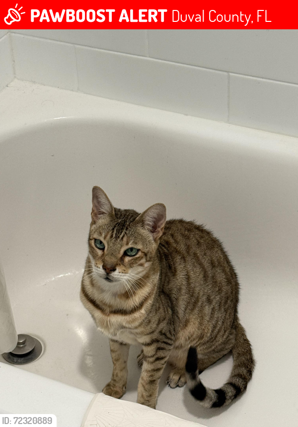 Jacksonville, FL Lost Male Cat, R2 Is Missing | PawBoost