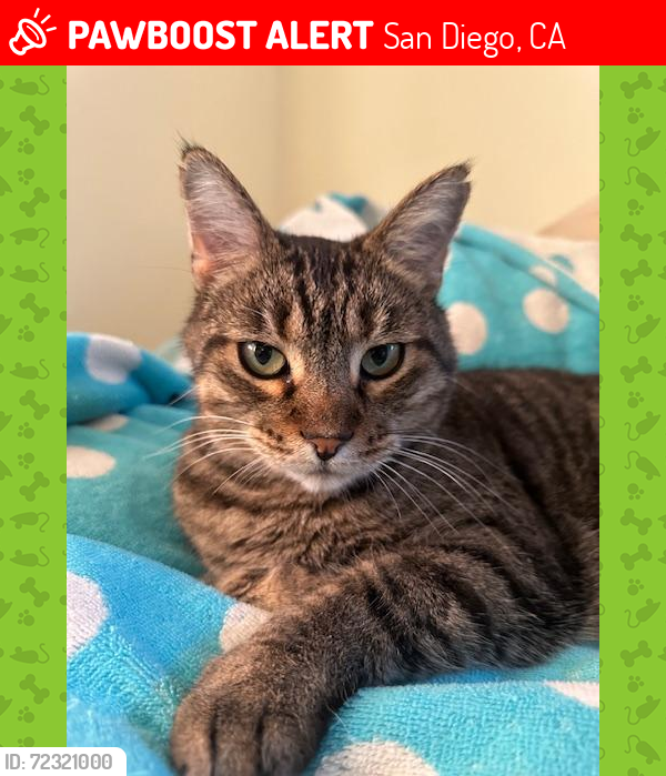 San Diego, CA Lost Male Cat, Nipsey Is Missing | PawBoost
