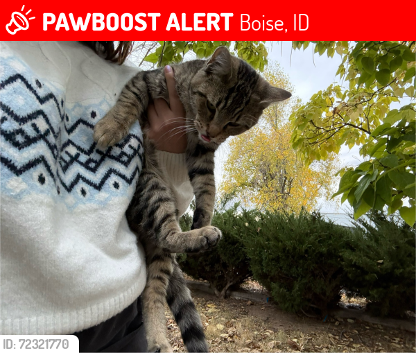 Boise, ID Lost Male Cat, Pebbles Is Missing | PawBoost