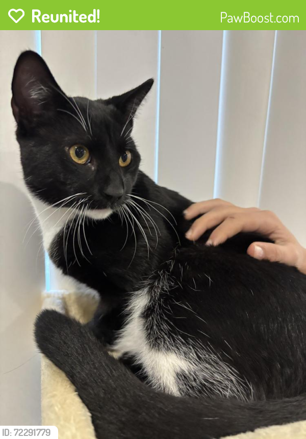 Reunited Male Cat in Edison, NJ 08817 (ID: 72291779) | PawBoost