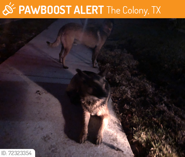The Colony, TX Stray Dog Found Near Bogard the colony | PawBoost