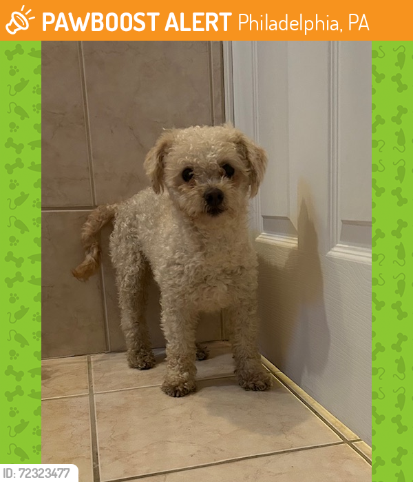 Philadelphia, PA Stray Male Dog Found Near S. 12th St. | PawBoost
