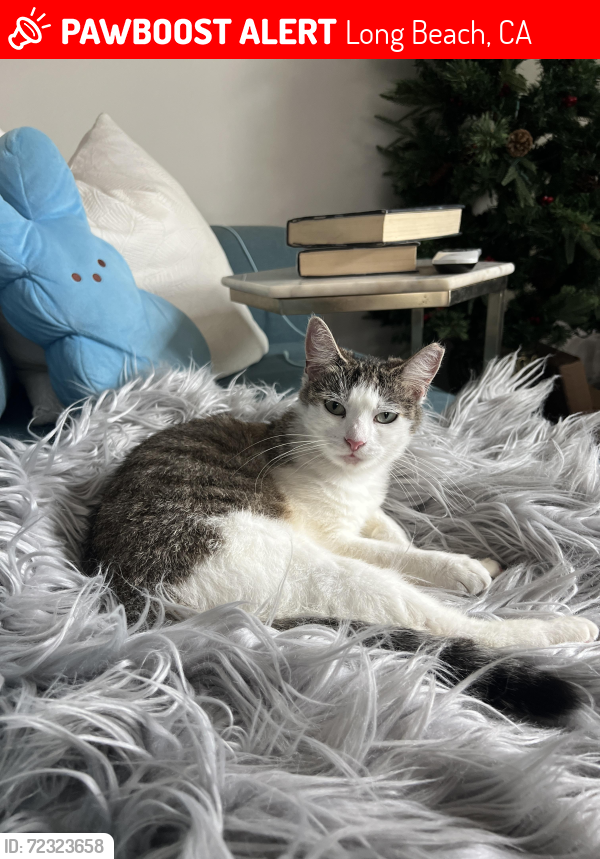 Long Beach, CA Lost Female Cat, Chloe O’riot Is Missing | PawBoost