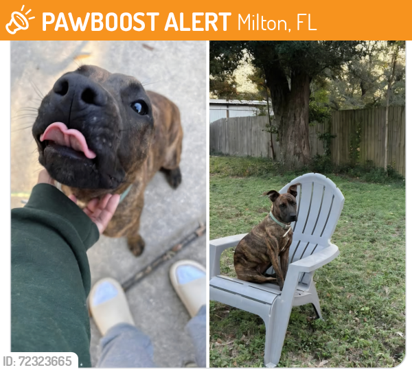 Rehomed Female Dog in Milton, FL 32583 (ID: 72323665) | PawBoost