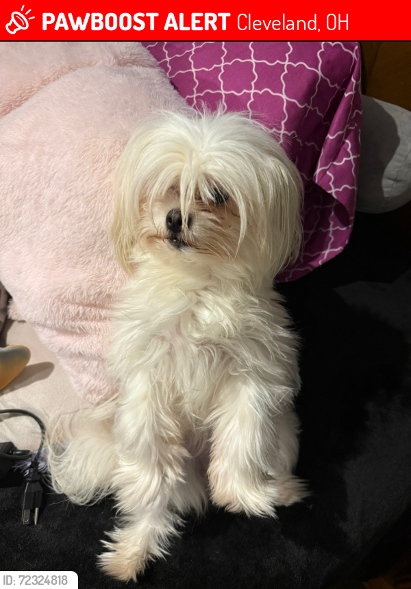 Cleveland, OH Lost Female Dog, Nova Is Missing | PawBoost