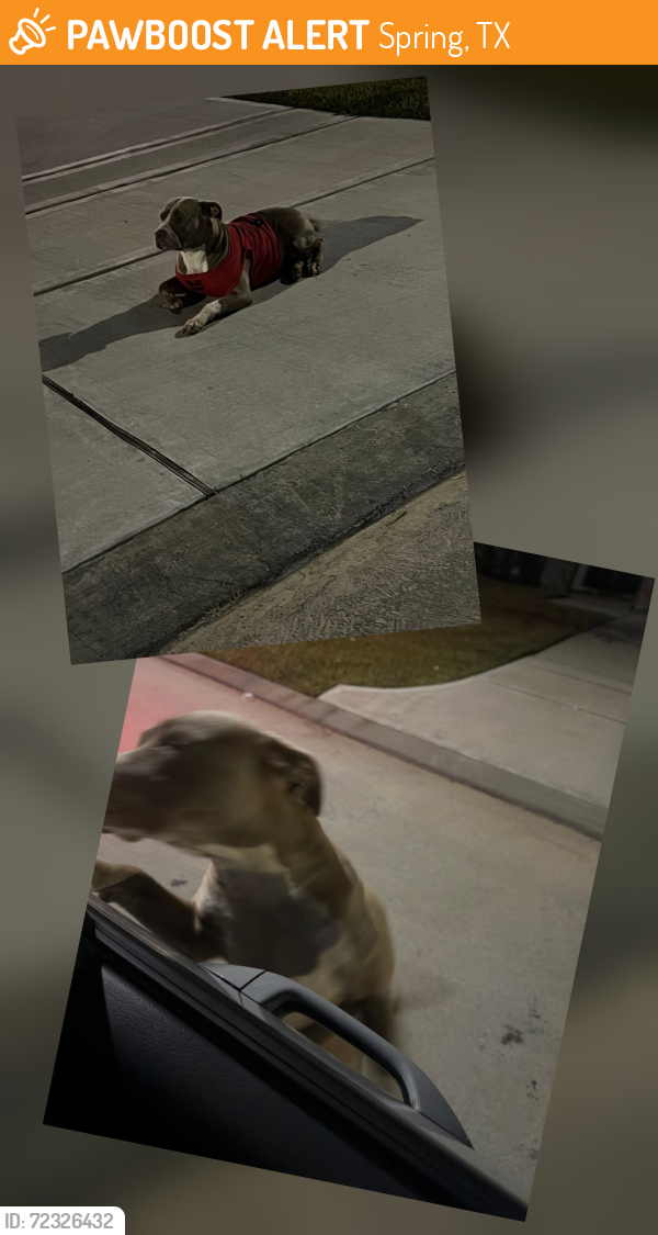 Spring, TX Stray Female Dog Found Near Bradbury Forest Dr | PawBoost