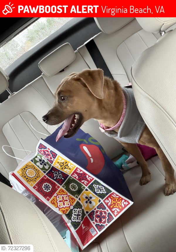 Virginia Beach, VA Lost Female Dog, Shadow Is Missing | PawBoost