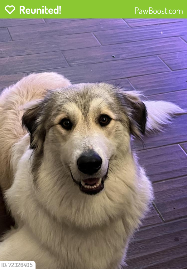 Reunited Female Dog in Leesburg, VA 20175 (ID: 72326405) | PawBoost