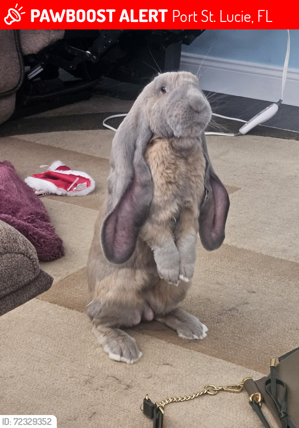 Port St. Lucie, FL Lost Male Rabbit, Mr Crumpet Is Missing | PawBoost