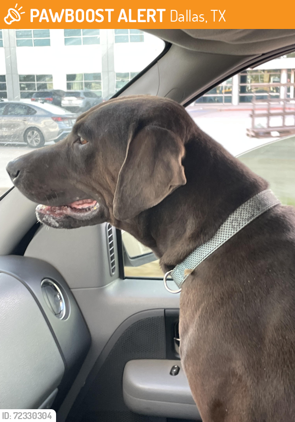 Dallas, TX Stray Male Dog Found Near Royal Lane @ 35E Northbound Lane ...