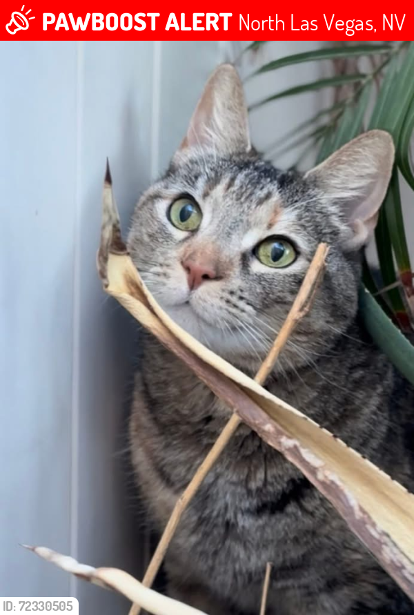 North Las Vegas, NV Lost Female Cat, Luna Is Missing | PawBoost