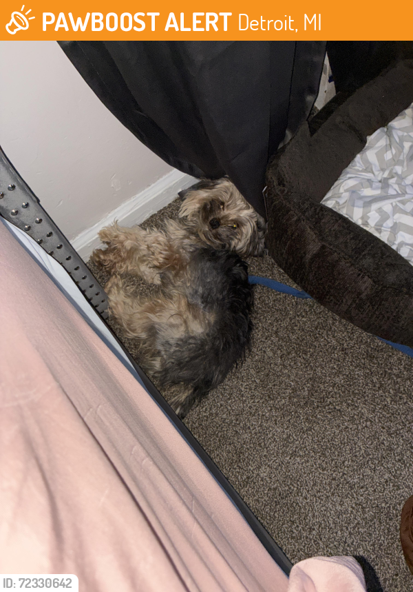 Detroit, MI Stray Male Dog Found Near Gratiot/gunston across from ...