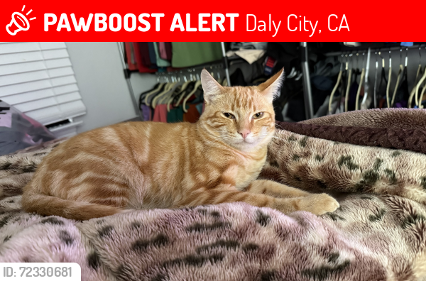 Daly City, CA Lost Male Cat, Cheeto Is Missing | PawBoost