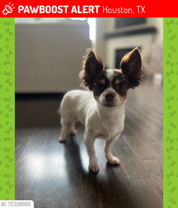 Houston, TX Lost Female Dog, Nola Is Missing | PawBoost