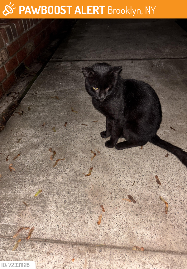 Brooklyn, NY Stray Male Cat Found Near Ocean Ave & Ave L | PawBoost