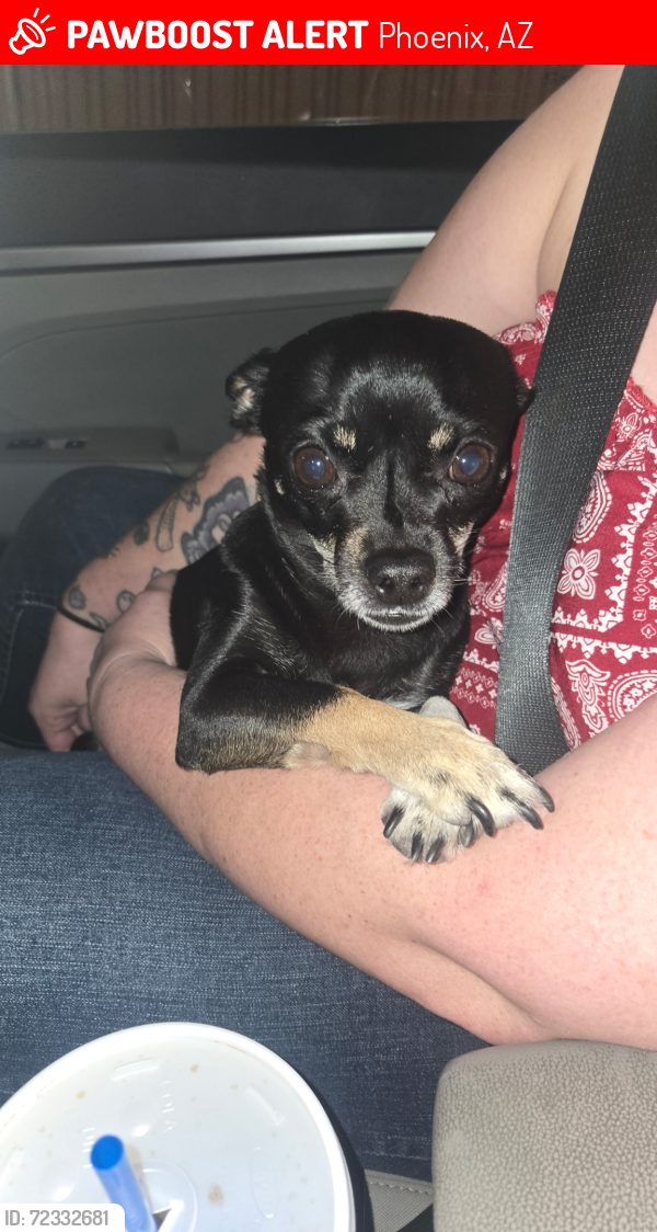 Phoenix, AZ Lost Female Dog, Baddie Is Missing | PawBoost