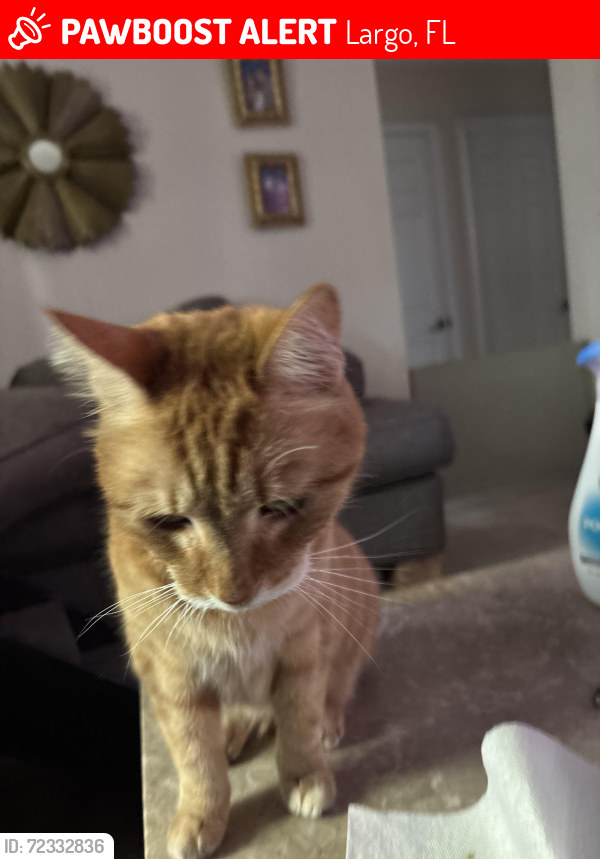 Largo, FL Lost Male Cat, Finnegan Is Missing | PawBoost