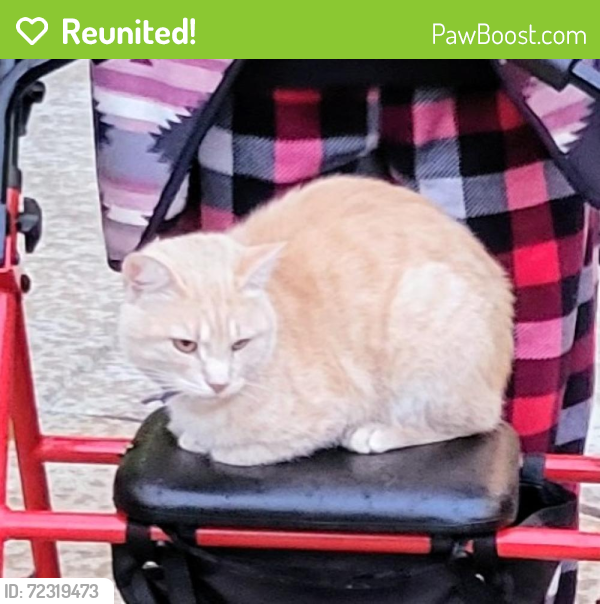 Reunited Male Cat in Pittsburgh, PA 15210 (ID: 72319473) | PawBoost